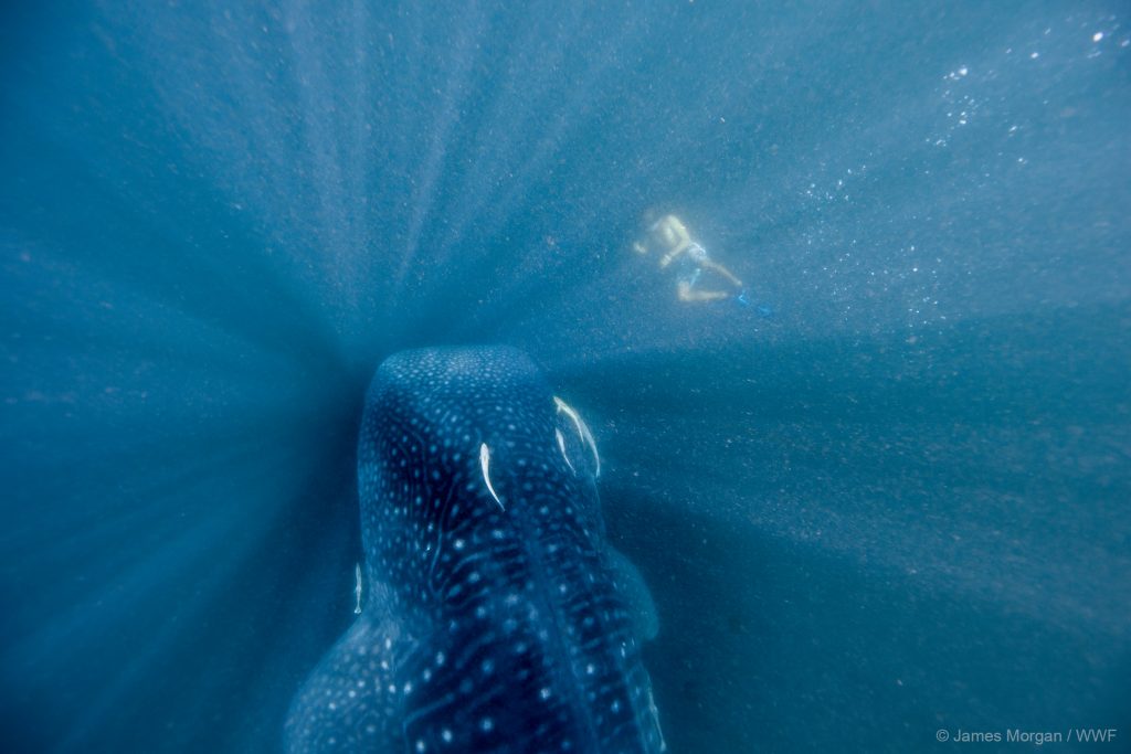 WWF-Philippines | 92 new whale shark individuals spotted in Donsol ...